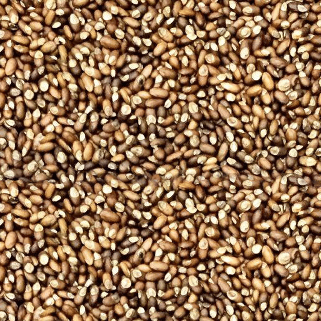 Rosemary sifted Whole (5-7mm strands) – The Artisans Bottega